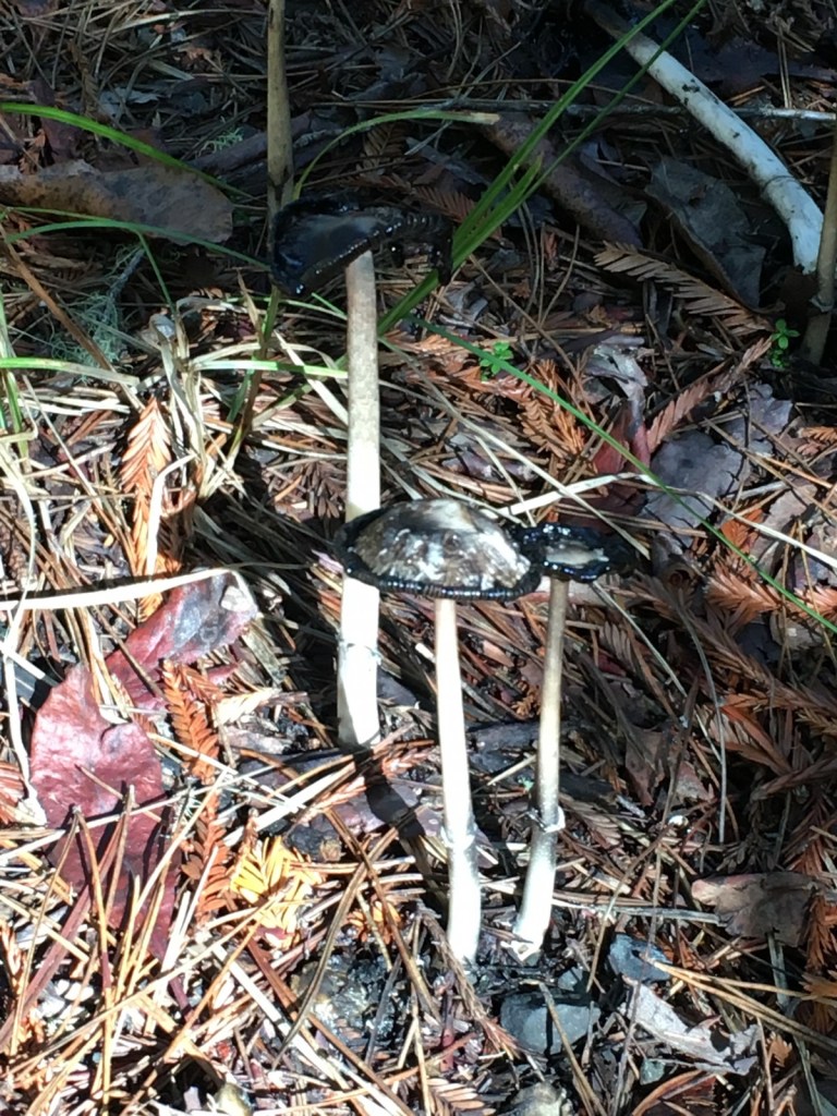 Mushrooms of Salt Point State Park – Weekend Campervanning