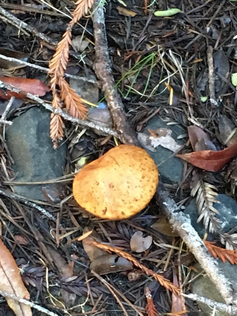 Mushrooms of Salt Point State Park – Weekend Campervanning