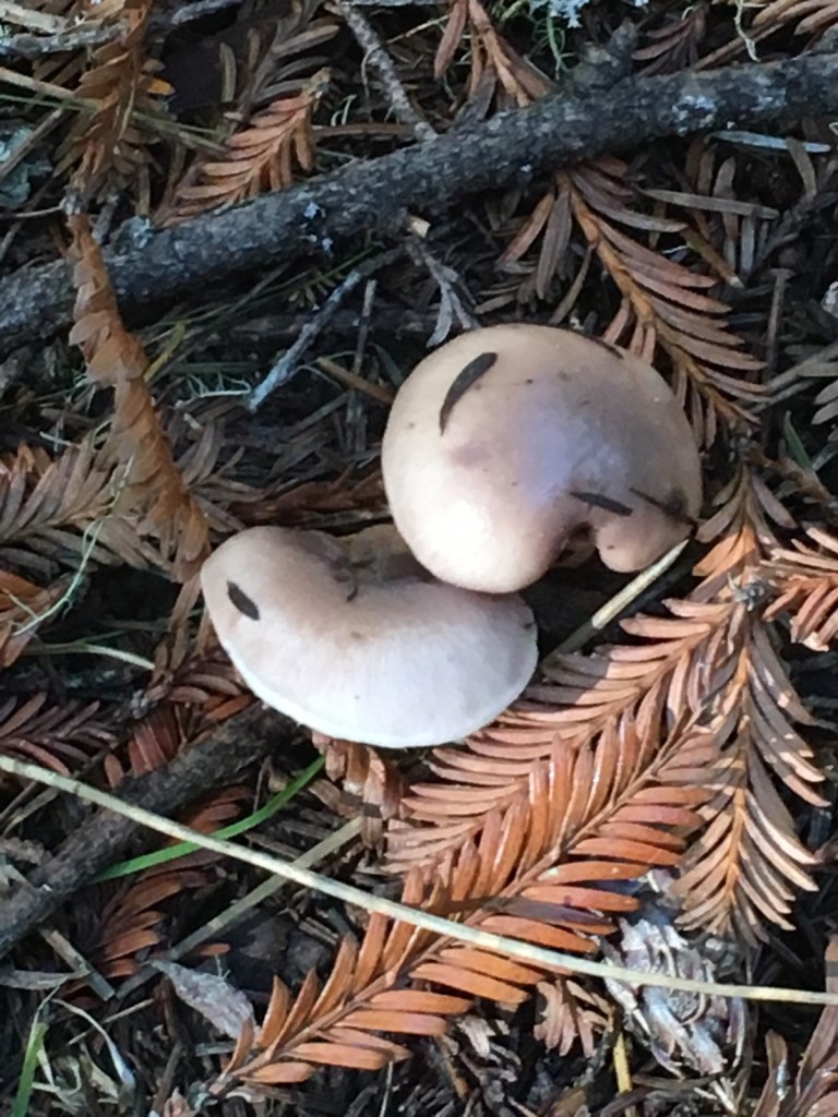 Mushrooms of Salt Point State Park – Weekend Campervanning