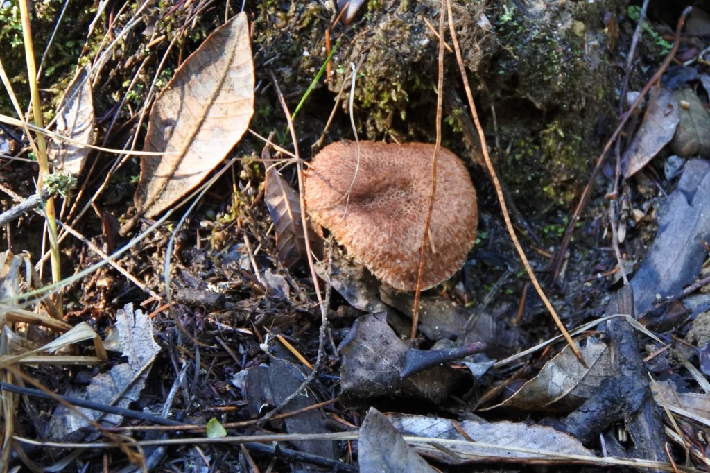 Mushrooms of Salt Point State Park – Weekend Campervanning