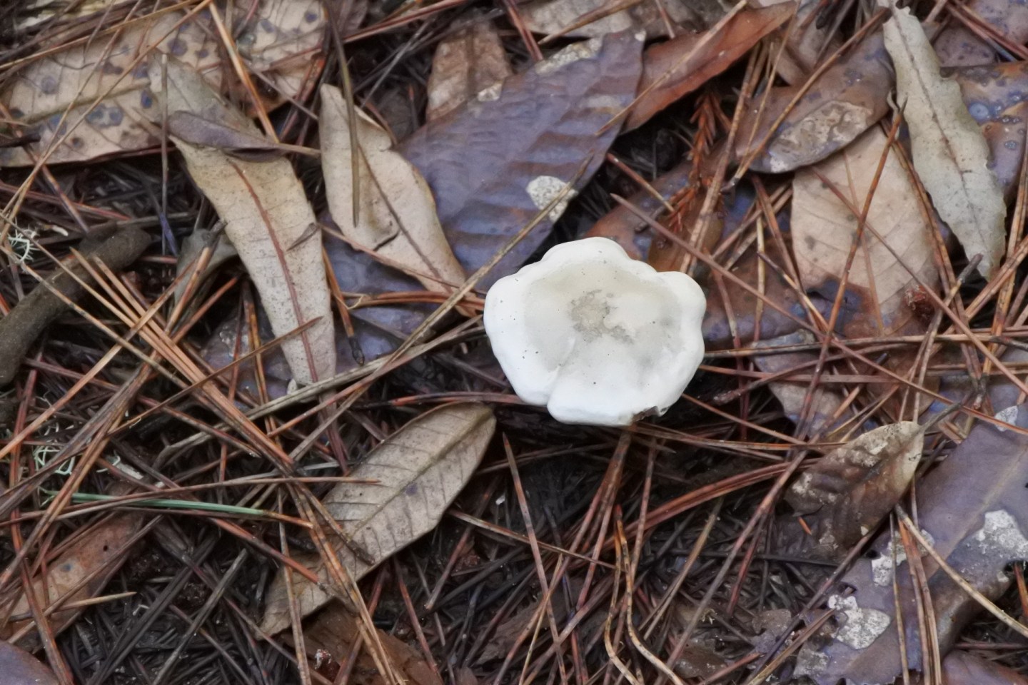 Mushrooms of Salt Point State Park – Weekend Campervanning