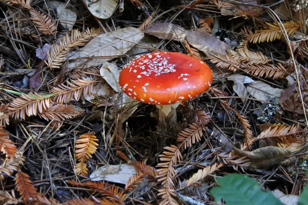 Mushrooms of Salt Point State Park – Weekend Campervanning