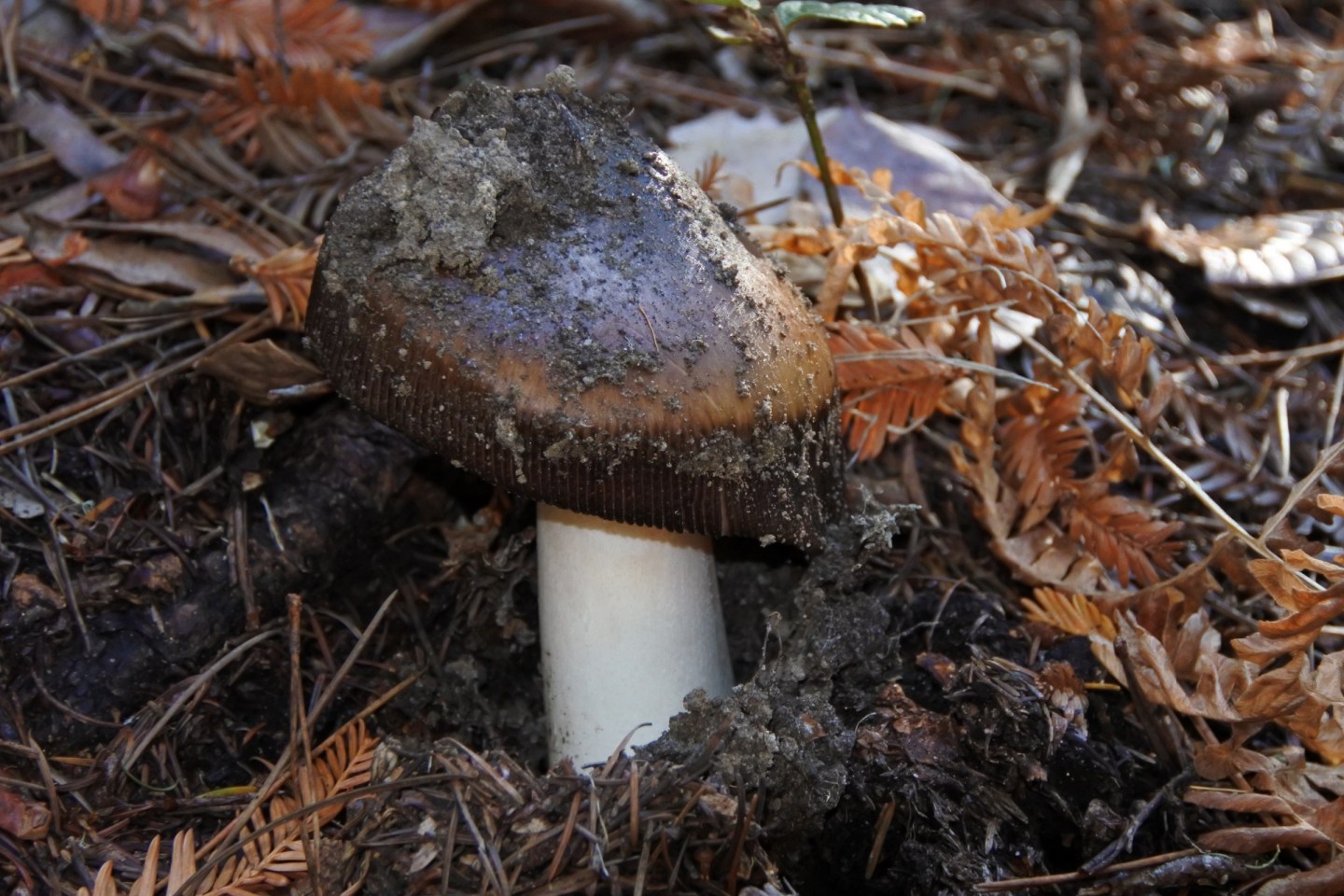 Mushrooms of Salt Point State Park – Weekend Campervanning